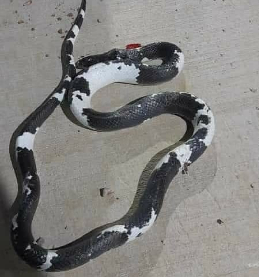 Encuentran rara especie de víbora en un parque de La Rioja – El Federal ...