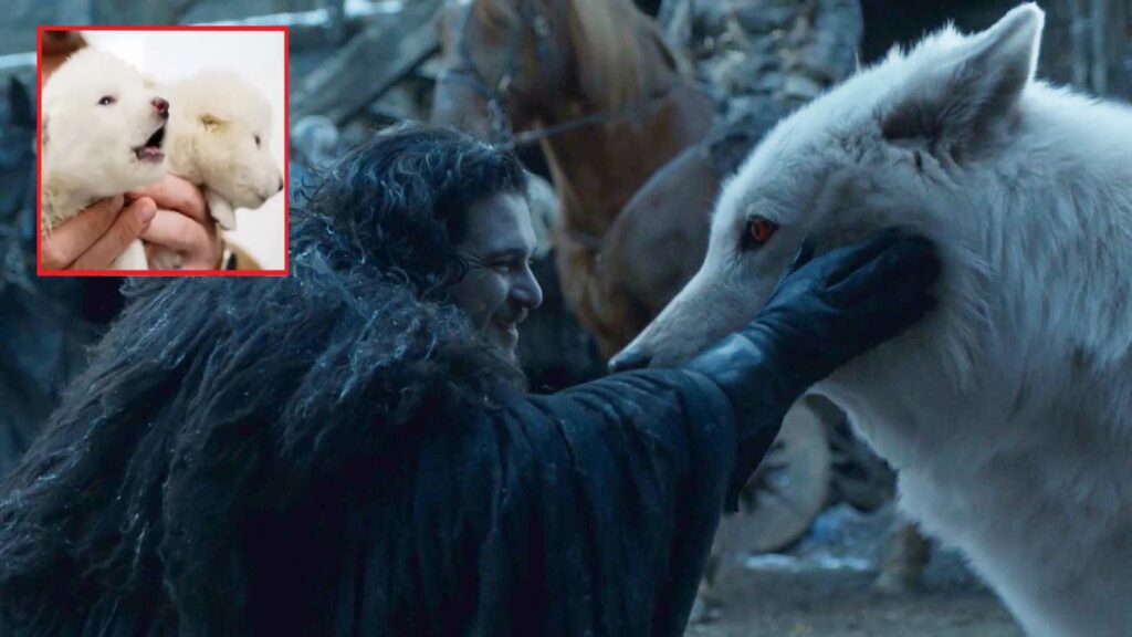 Lograron clonar a los lobos gigantes de Game of Thrones, extintos hace ...